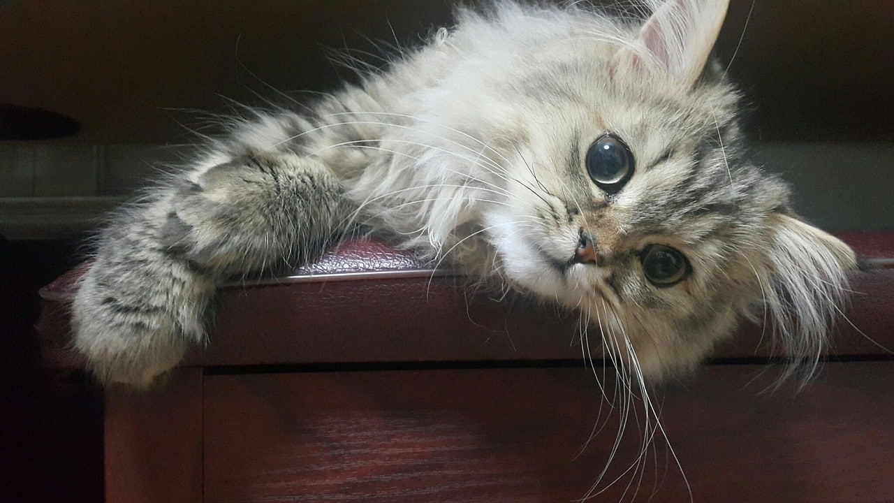 Top 5 best Cat Breeds in the World - Mykittenhouse