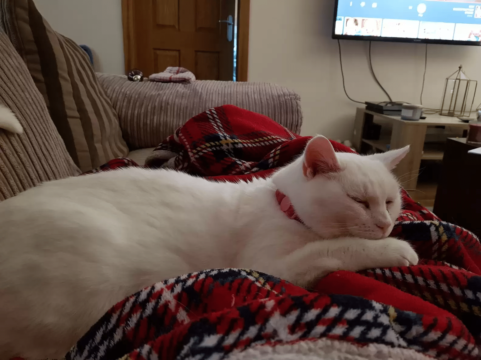 Cat Who Lived In A Cardboard Box Realizes What It's Like To Feel Cozy ...
