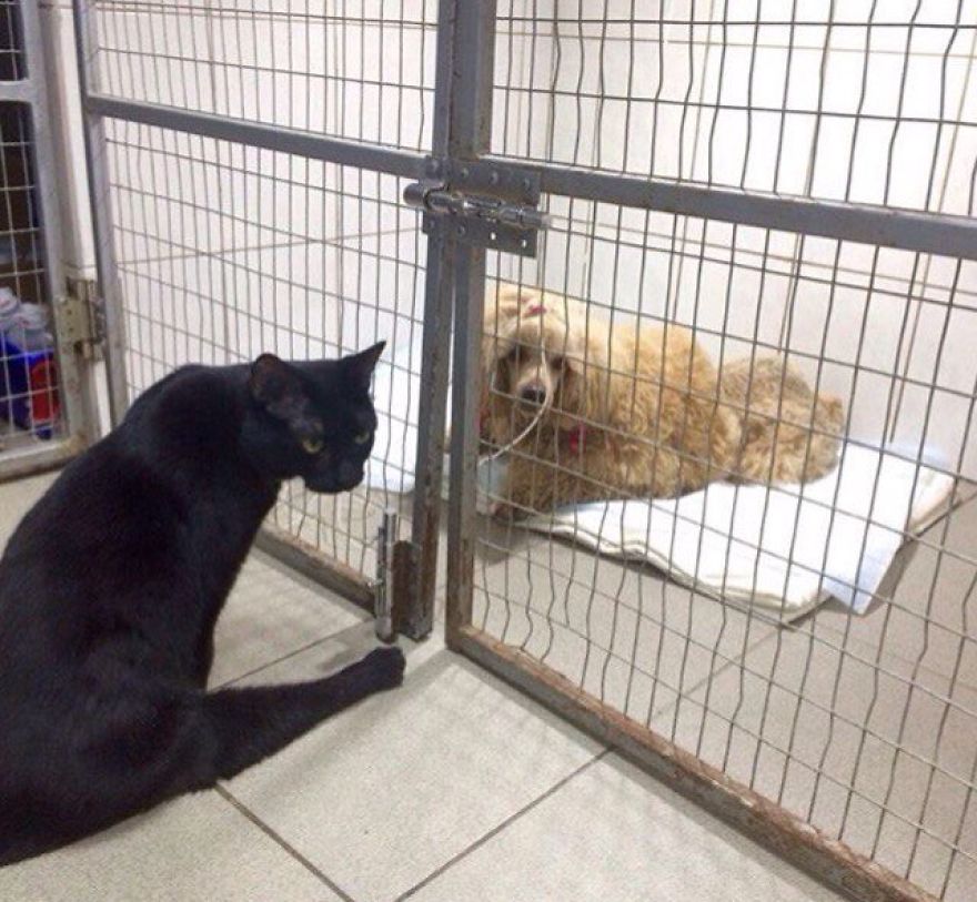 Paralyzed rescue cat becomes a nurse at a shelter saving lives ...