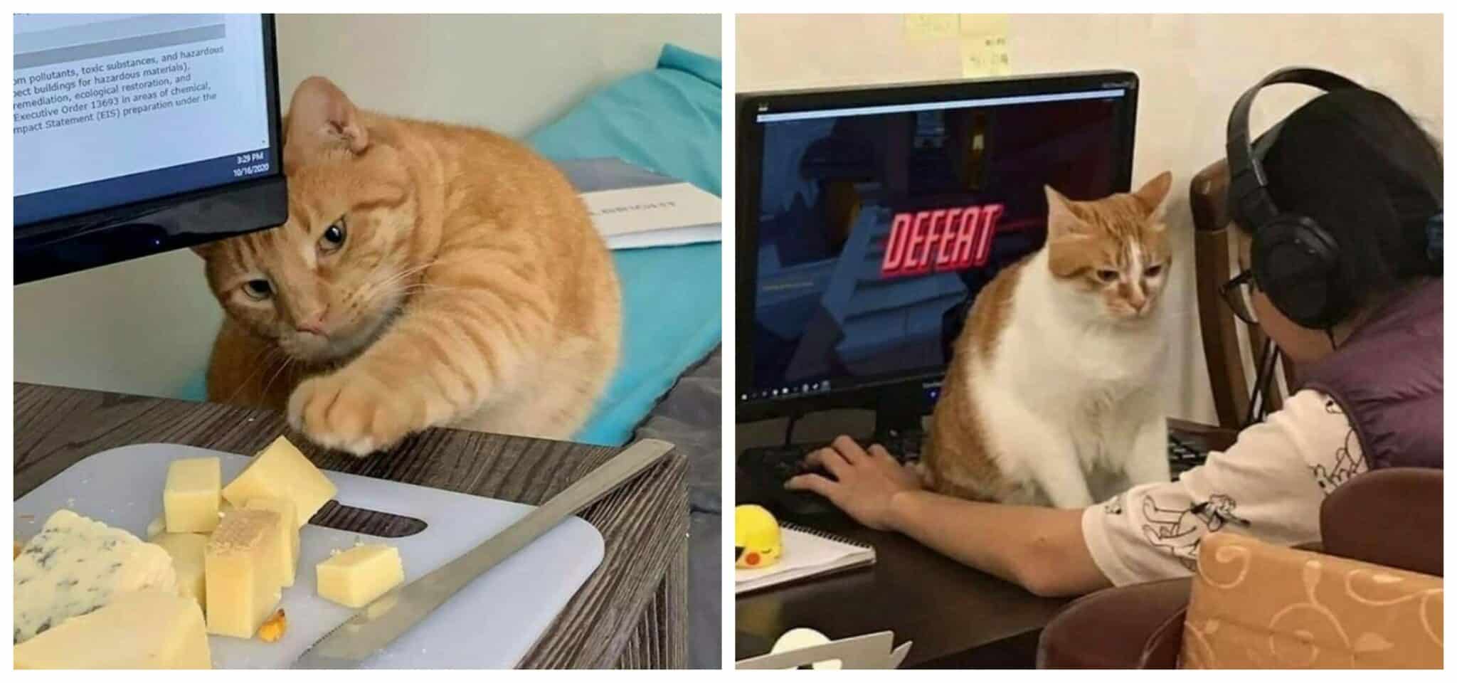 15 Crazy Cat Pictures That Prove Life With Them Is A Never-Ending Chaos ...