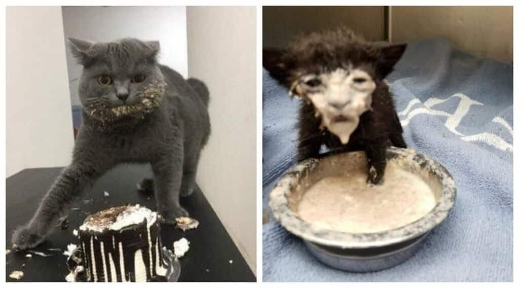 20+ Funny Images Of Hungry Cats Making Weird Messes While Eating ...