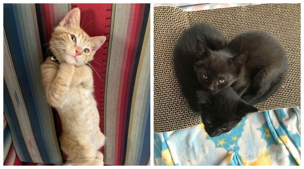 Daily Dose of Cat Cuteness (Cute Cat Photos) - Mykittenhouse