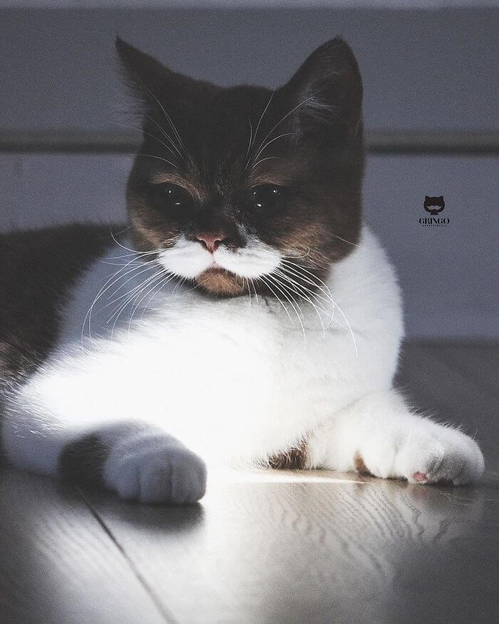 Gringo The Cat's Fancy Mustache Is Making Him Go Viral On Instagram ...