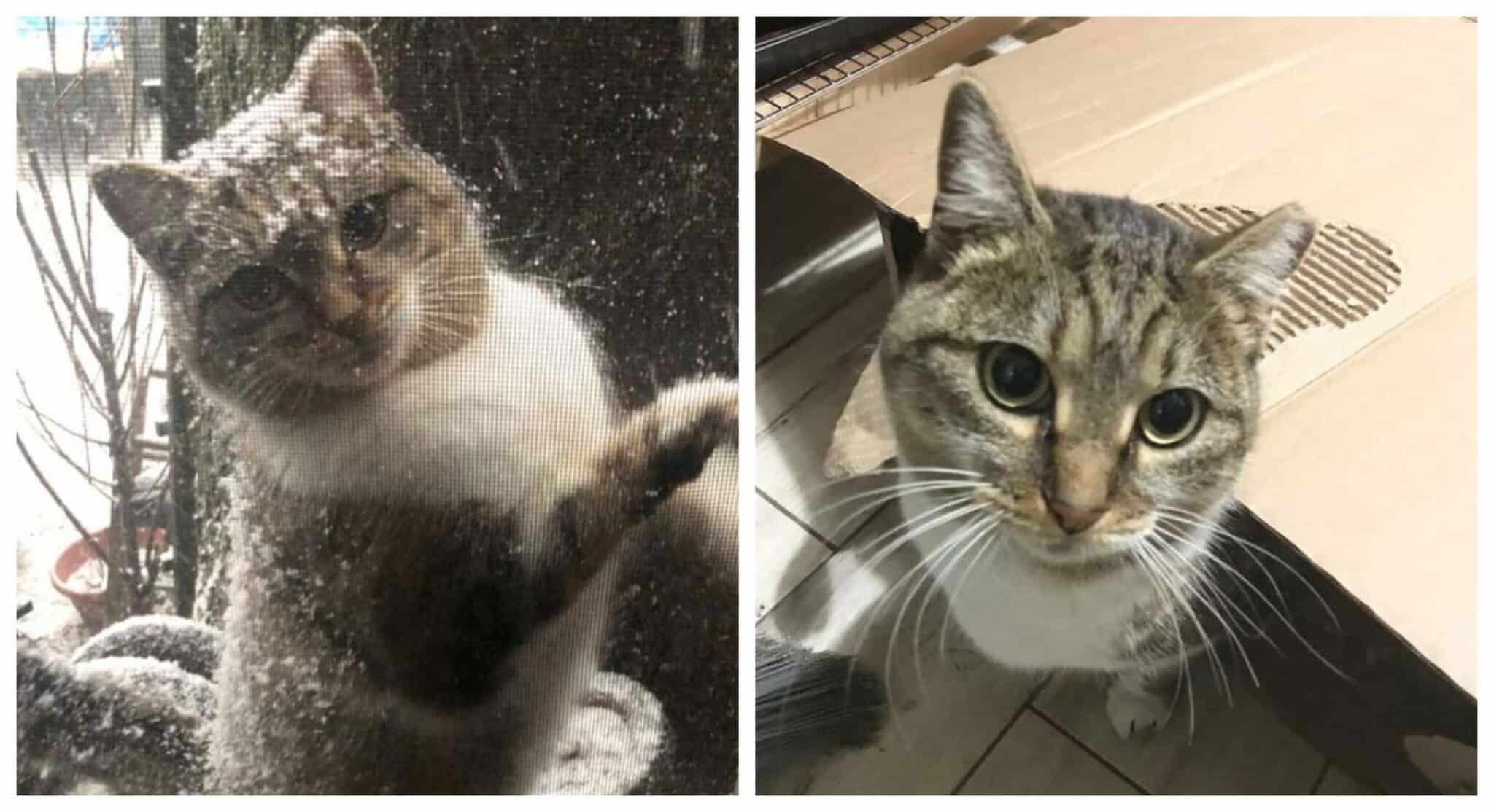 This stray cat begged to enter this man's house during a polar vortex ...