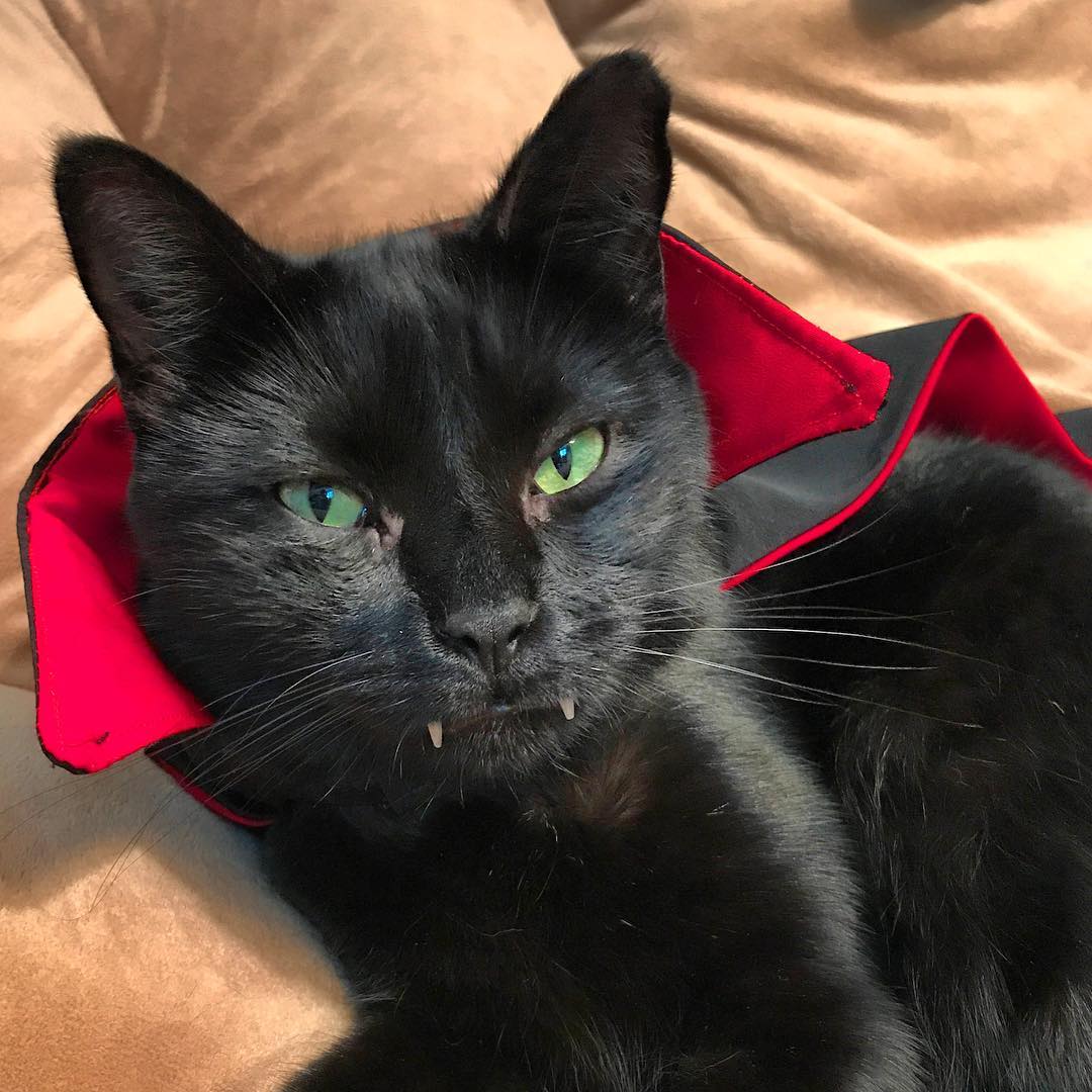 Rescue Cat Becomes A "Vampire" as It Ages - Mykittenhouse