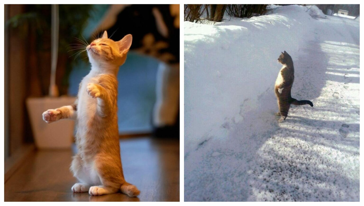 10+ Amazing Photos of Cat Standing on Two legs - Mykittenhouse