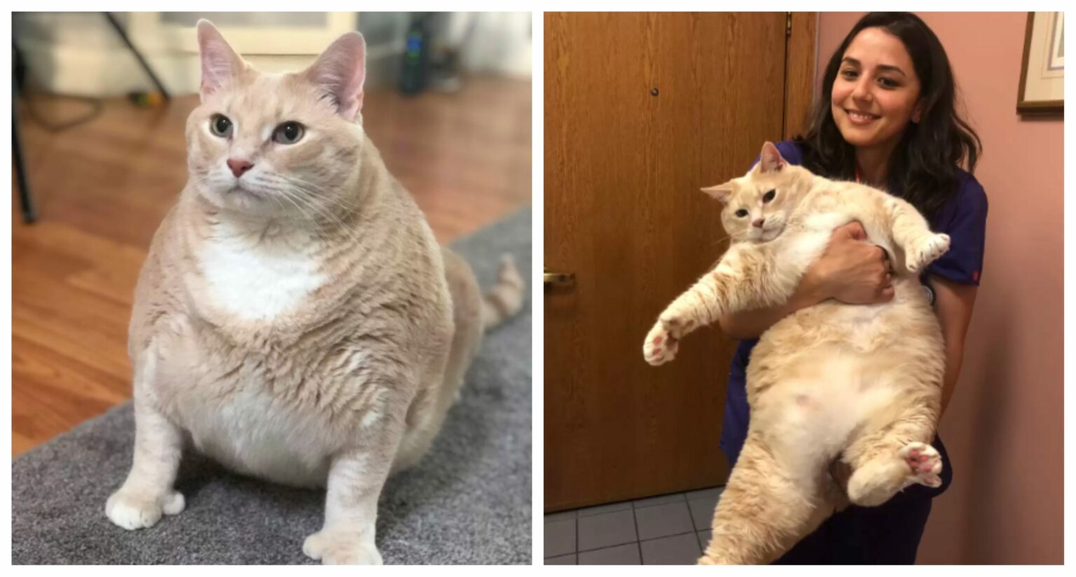 33-pound shelter cat finds the perfect family to love him - Mykittenhouse