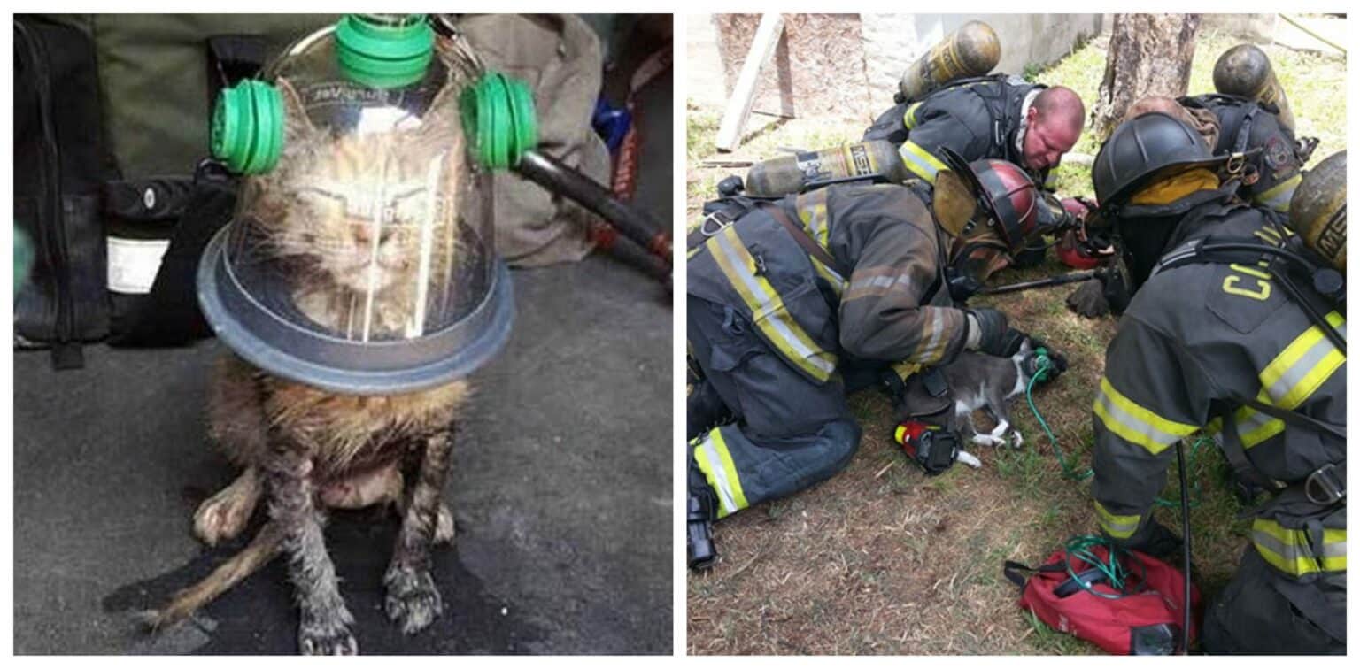 Firefighters use a specialised pet oxygen mask to save the life of an ...