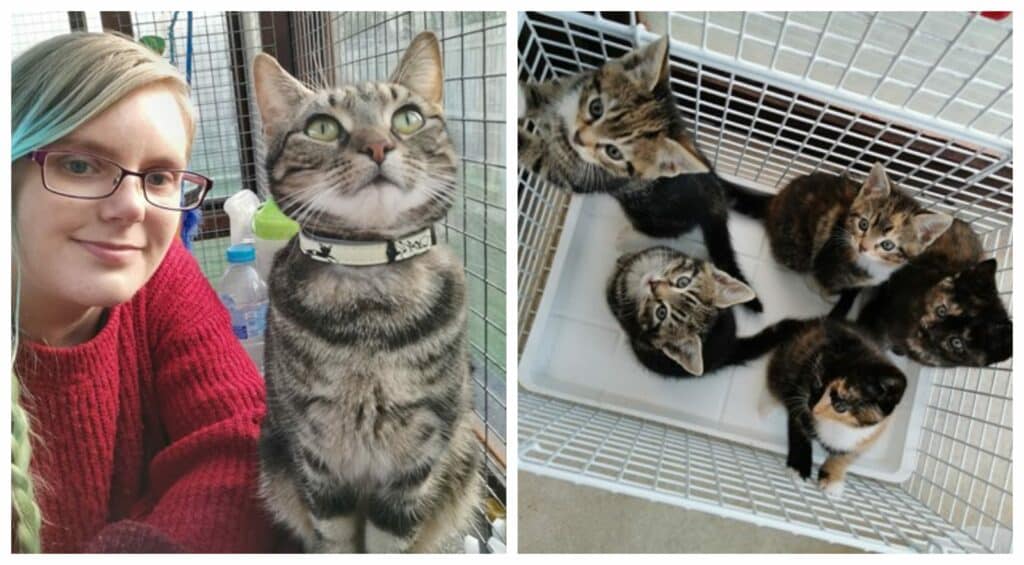 How volunteering as a cat foster has changed my life - Mykittenhouse