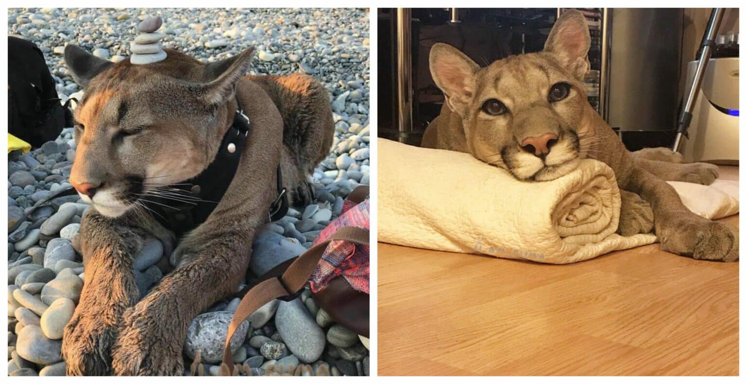 Meet Messi, The Cute Puma Who Lives Like A Pampered House Cat ...