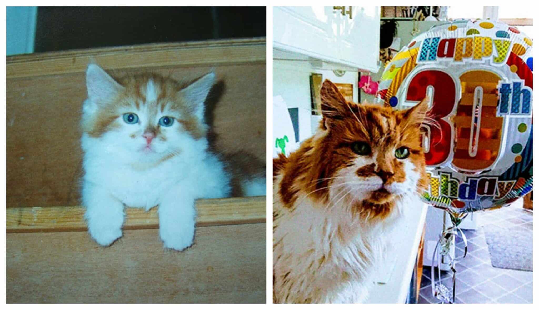 Rubble becomes 30 years old and is the oldest cat in the world at 137 ...