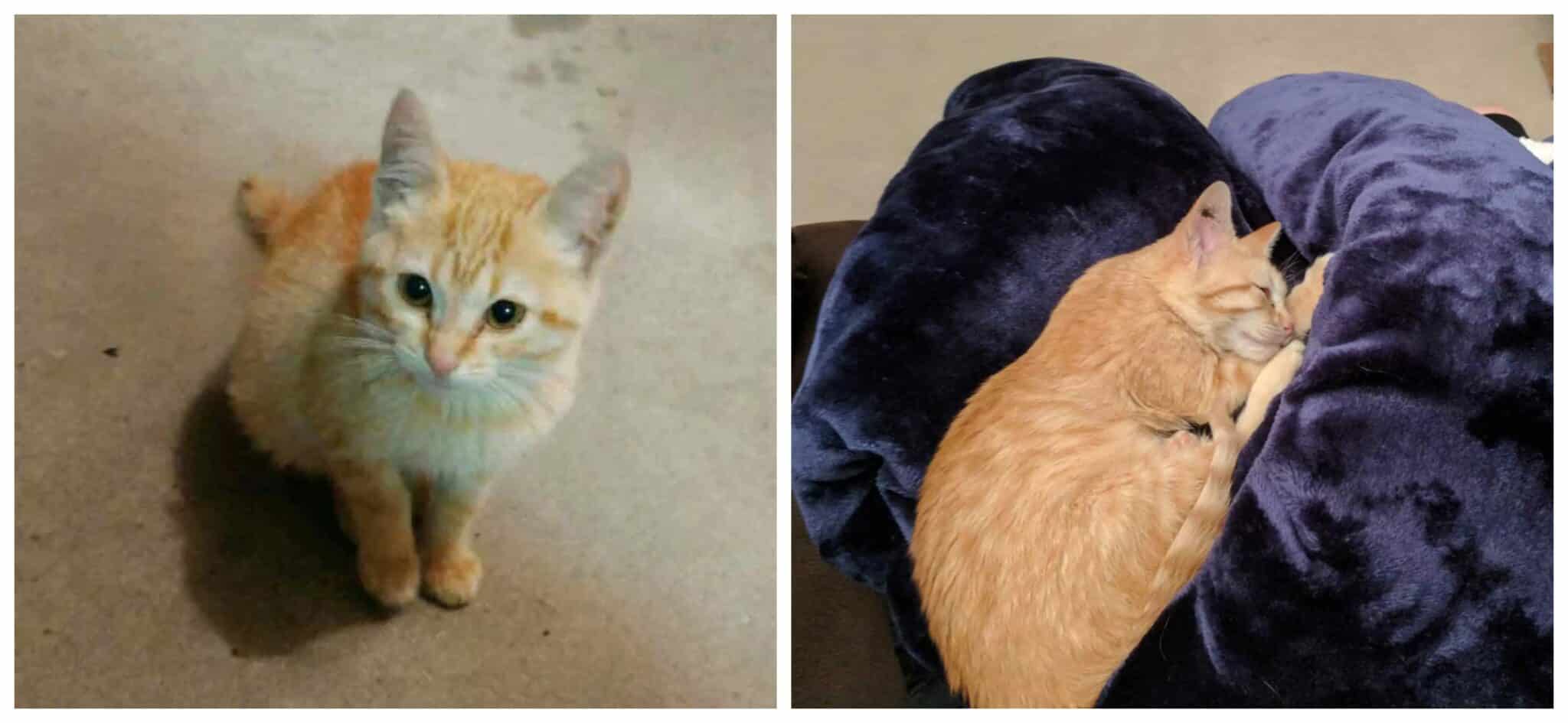 The Cat Chooses you, You Don’t Choose The Cat - Mykittenhouse