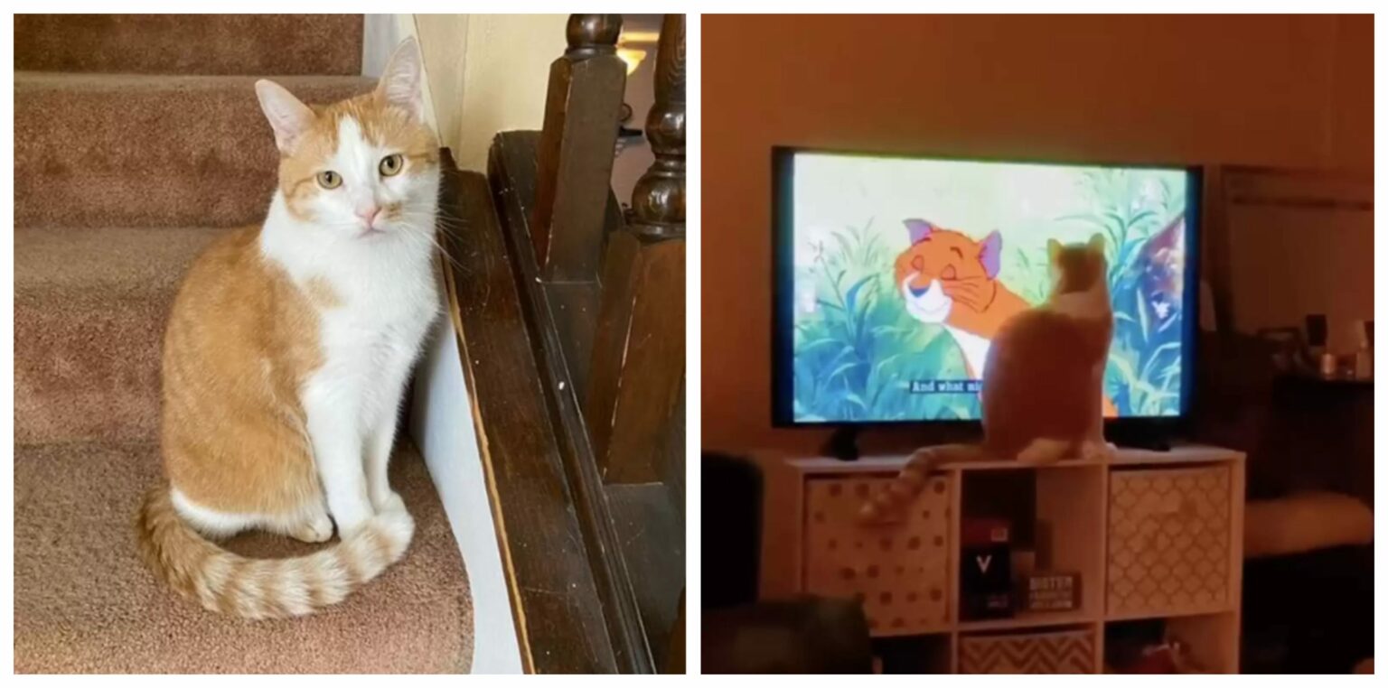The Cat Won't Stop Yelling Until Mom Plays His Favorite Movie ...