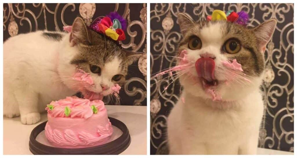 The Owner Caught The Cat Eating Cake On His Birthday Is Adorable ...