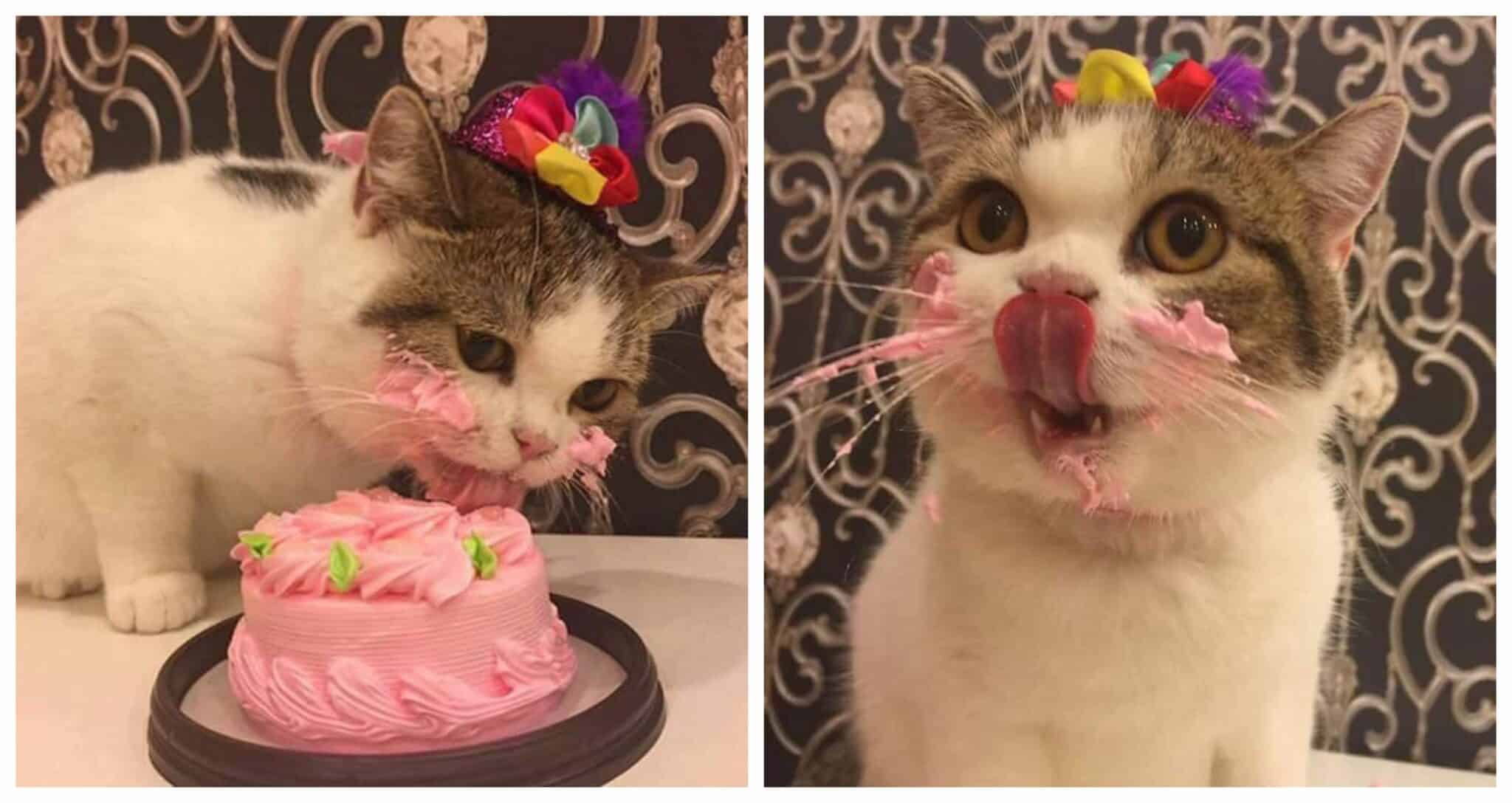The Owner Caught The Cat Eating Cake On His Birthday Is Adorable ...