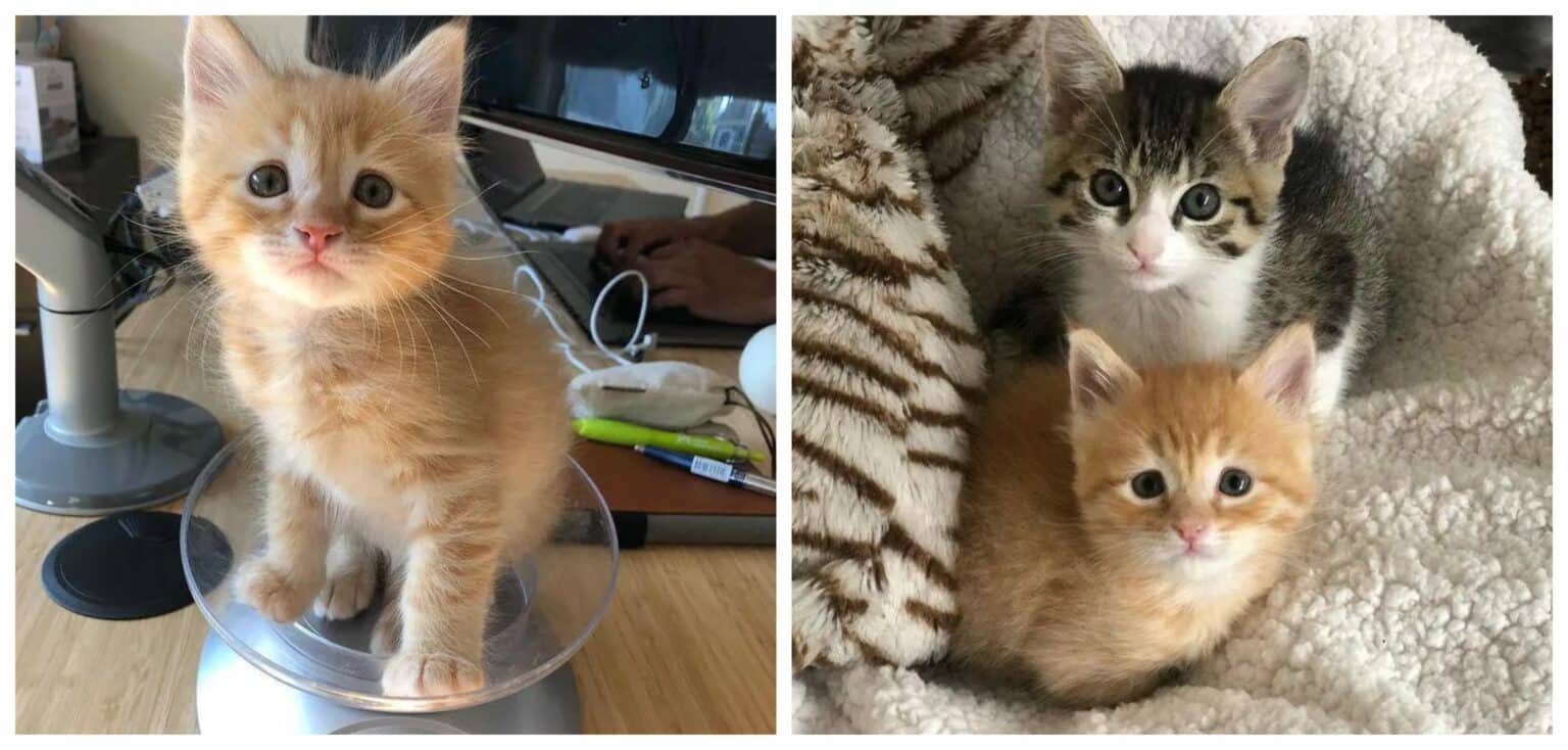 Two kittens were found separately meets up one day and grew close ...