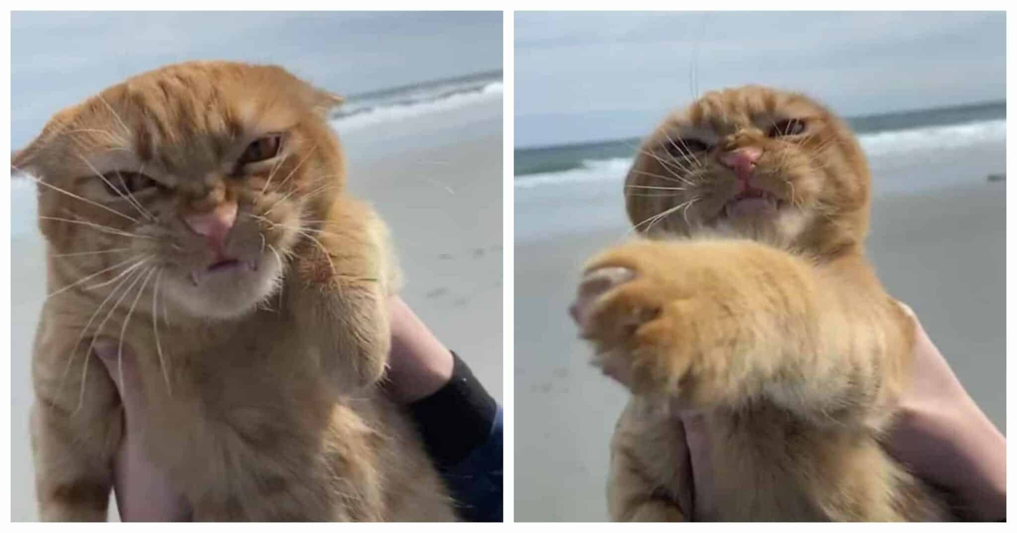 What Does a Cat Think When She Visits a Beach for the First Time ...