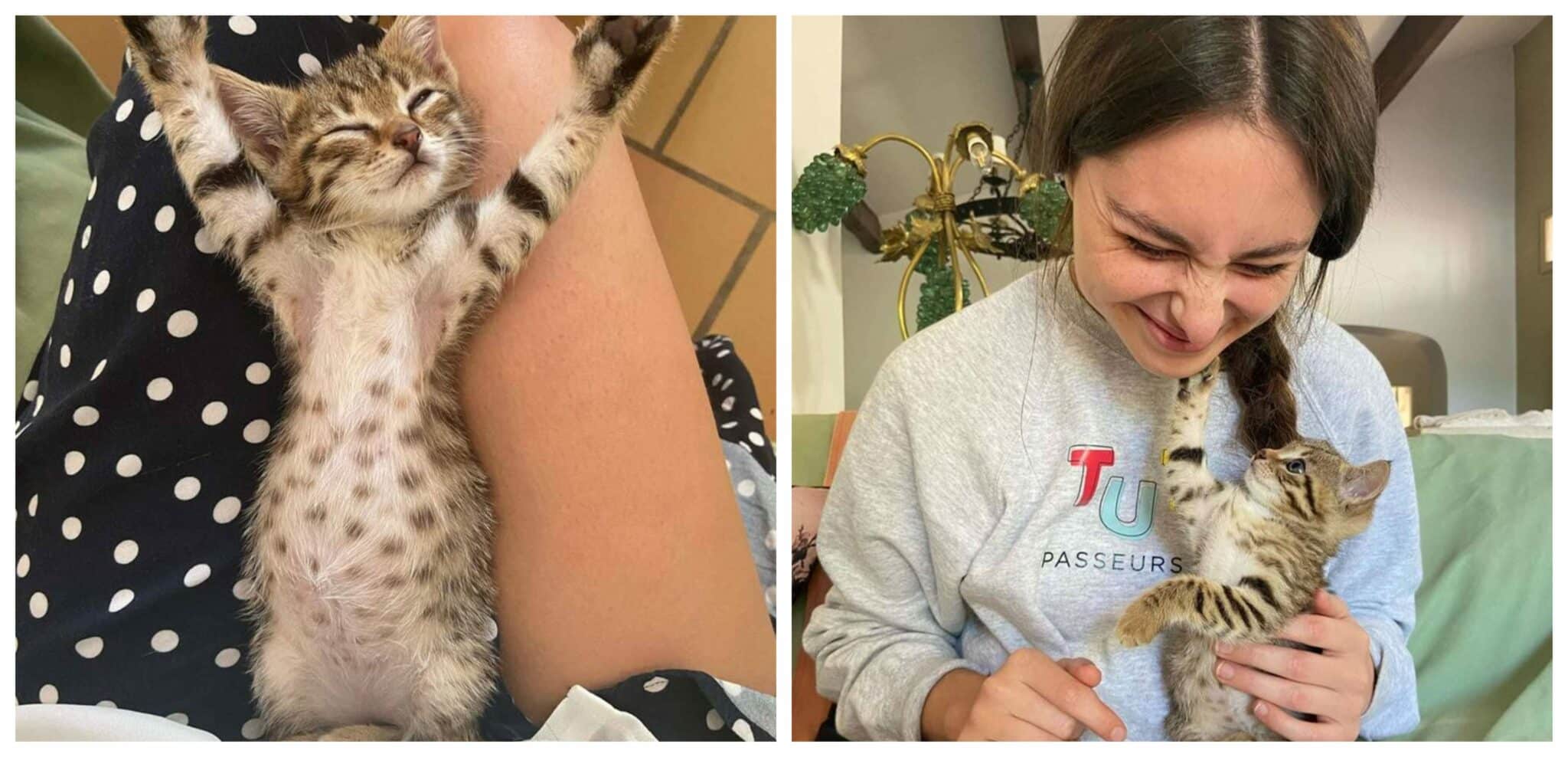 A violinist finds a perfect way to practice and hold her kitten at the ...