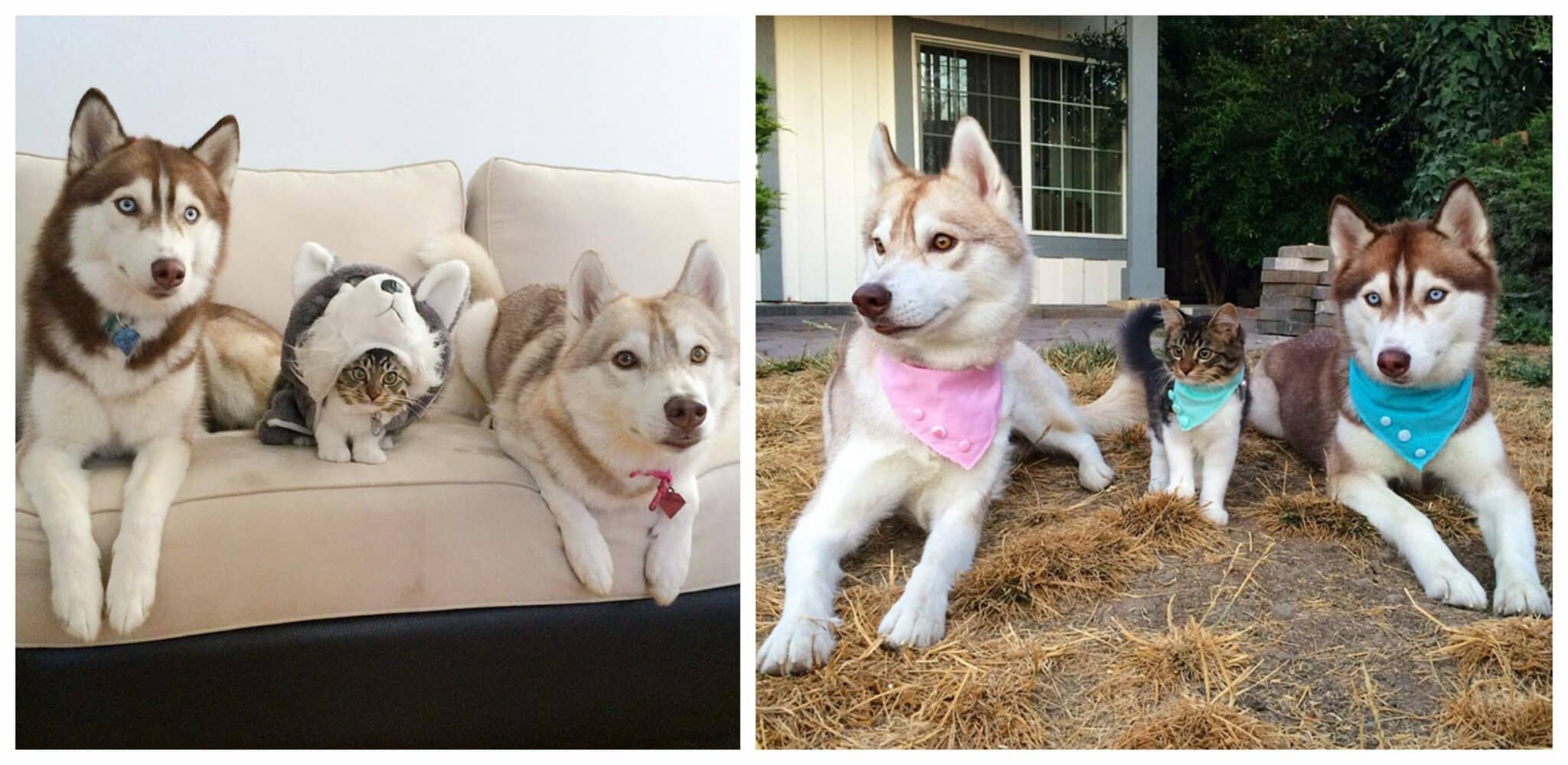 Cat Becomes Best Friends With 3 Huskies That Saved It From Dying ...