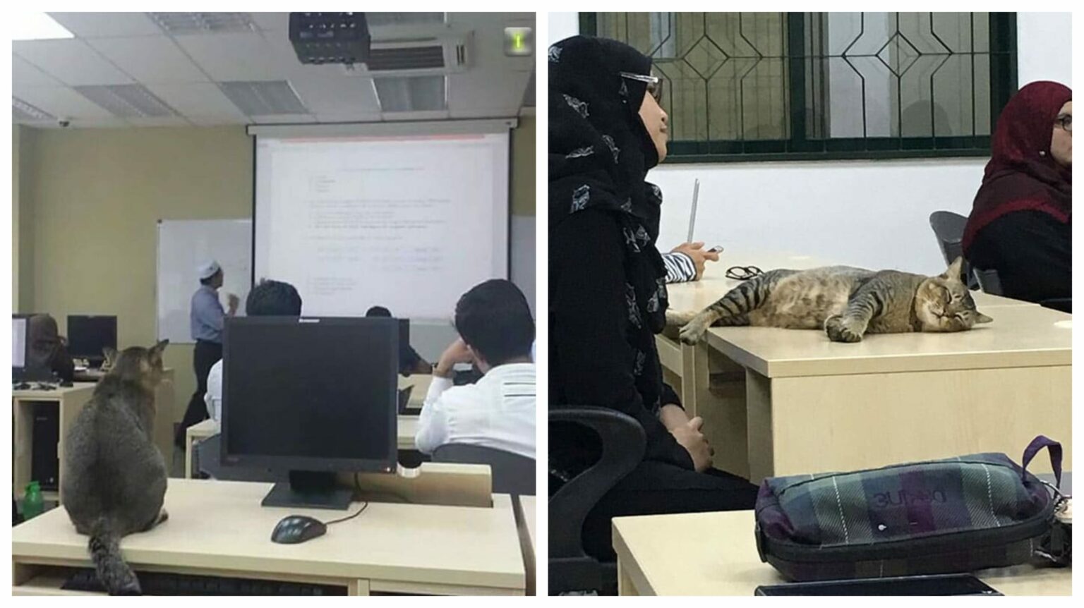 Cat Enters Classroom At Malaysian University And Falls Asleep Because ...