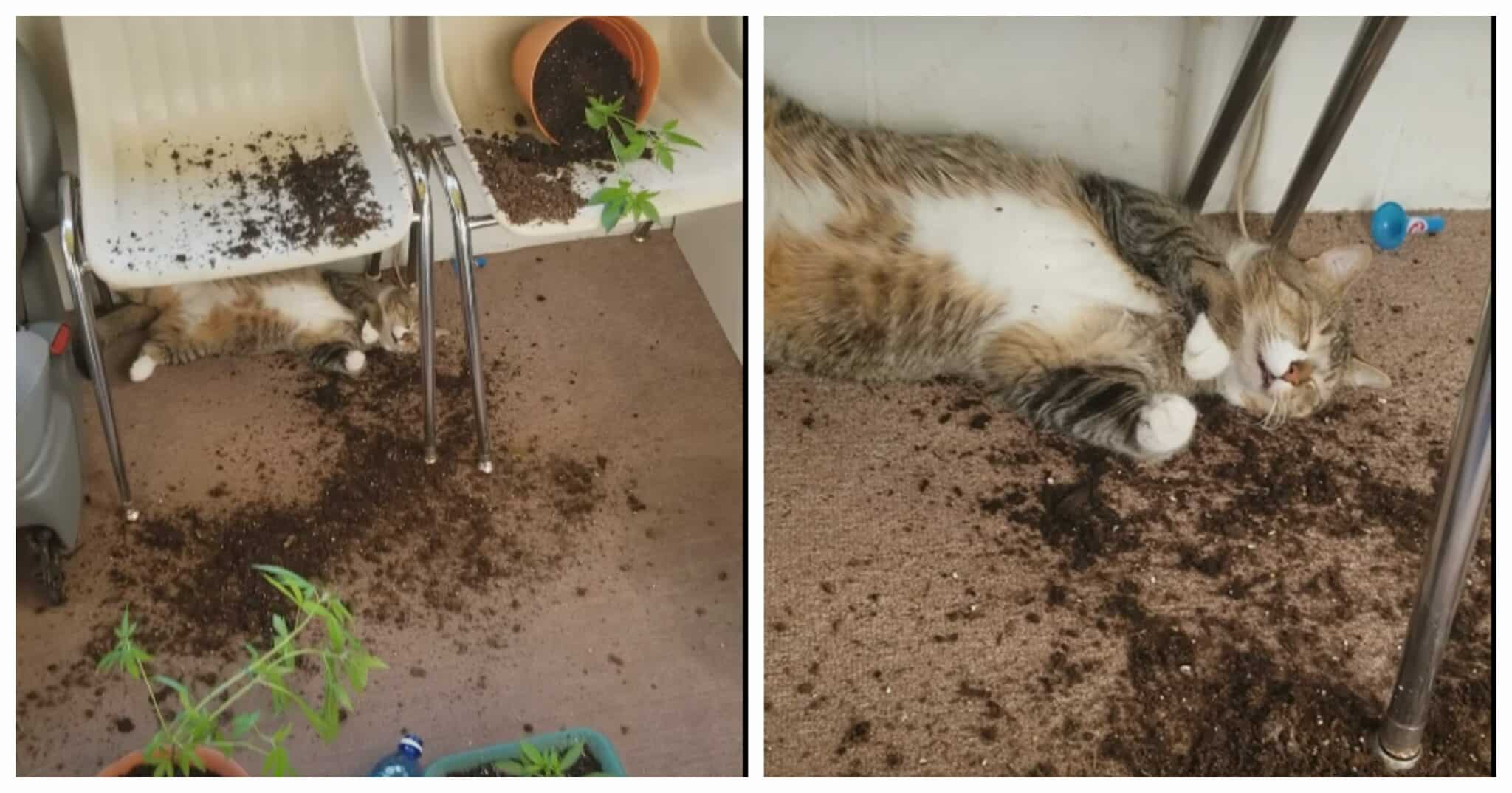 Cat ate Weed Accidentally Owner Records Her Uploads Video to Facebook ...
