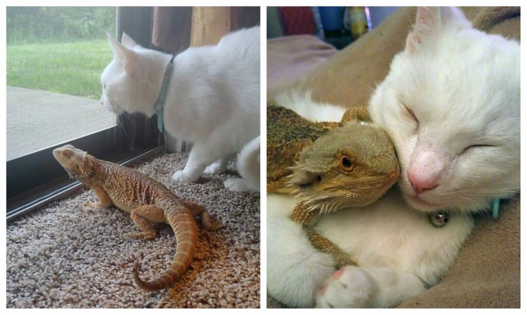 Two Extremely Unlikely Best Friends Dragon and Cat - Mykittenhouse
