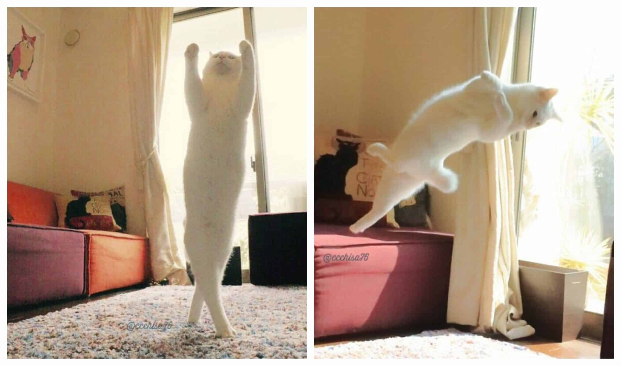 When left alone this cat performs beautiful ballet dances - Mykittenhouse