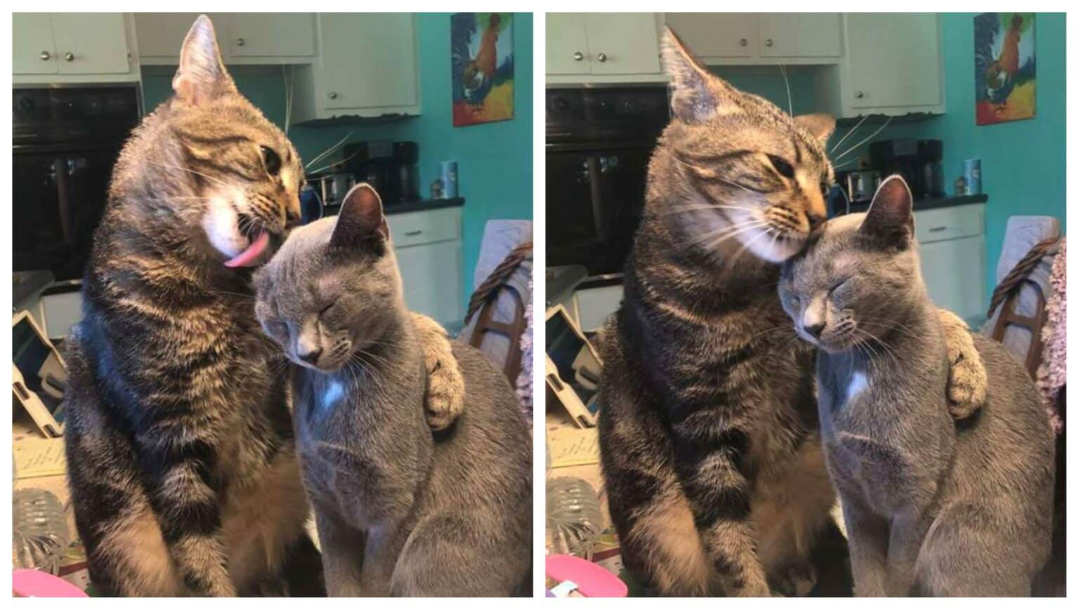 A Tiny Kitty Shows the Meaning of Love to a Shy Cat - Mykittenhouse