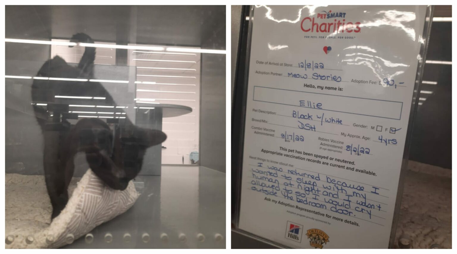 Because she wanted to cuddle her owners at night the poor cat was ...