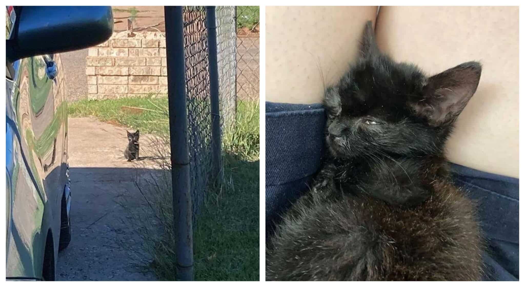 Poor Kitten Continues Walking and Eventually Passes Out Until She Meets ...