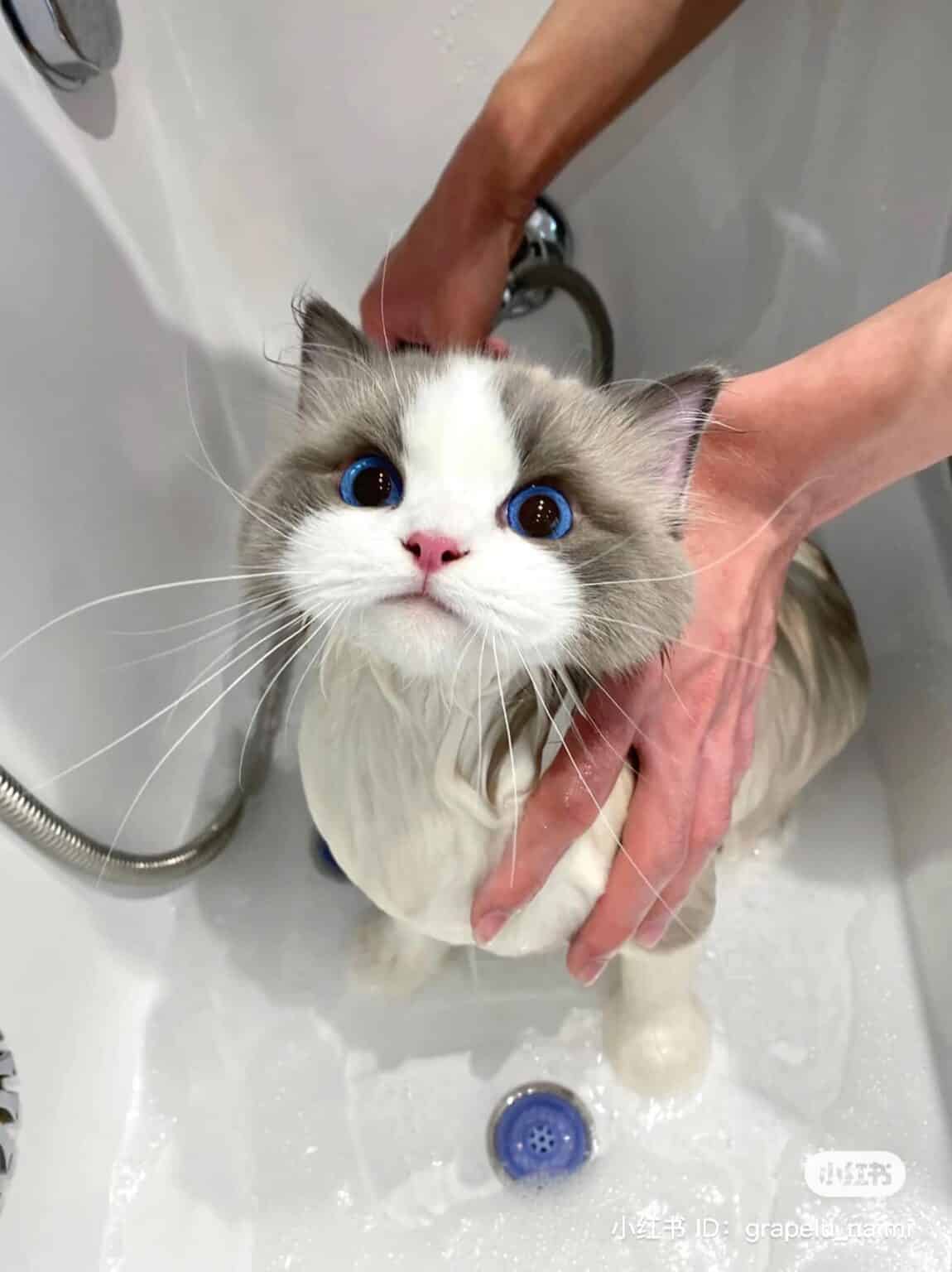 Angry face of cute cat when first bathed - Mykittenhouse